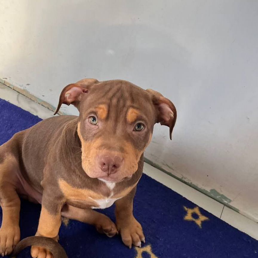 Щенки американского буля