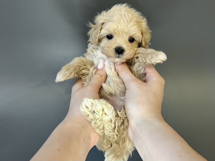 Мальтипу F1 mini щенок девочка