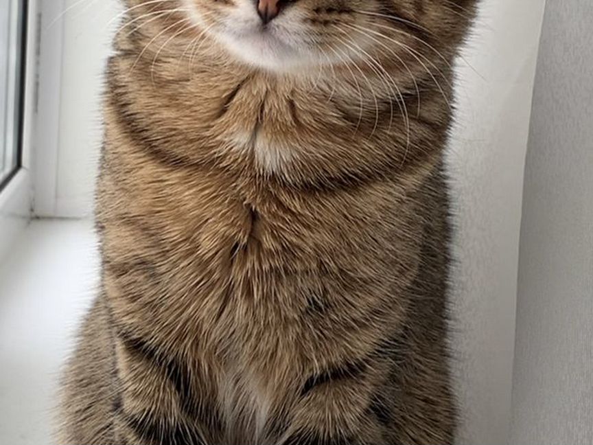 Котёнок хочет домой