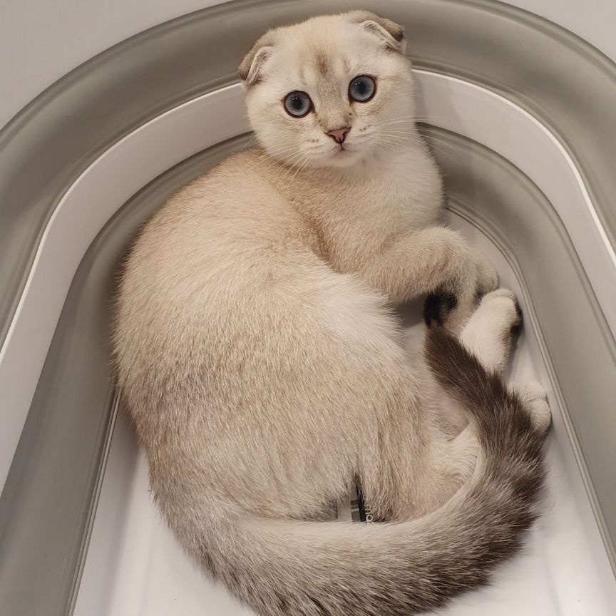 Шотландский вислоухий короткошёрстный котёнок