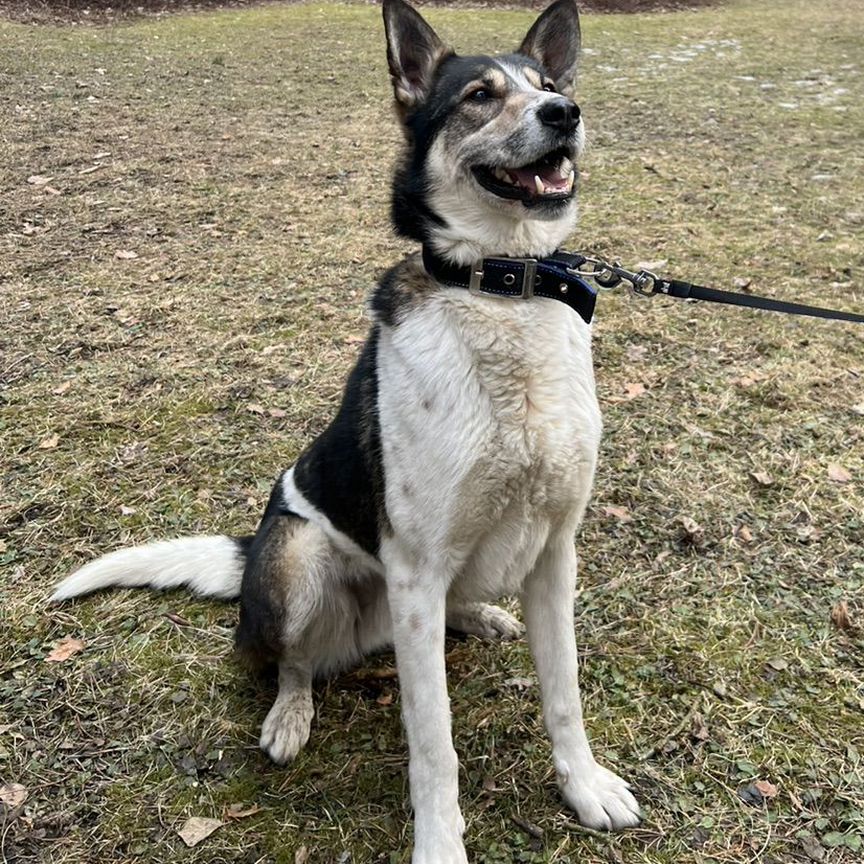 Прекрасный парень ищет дом