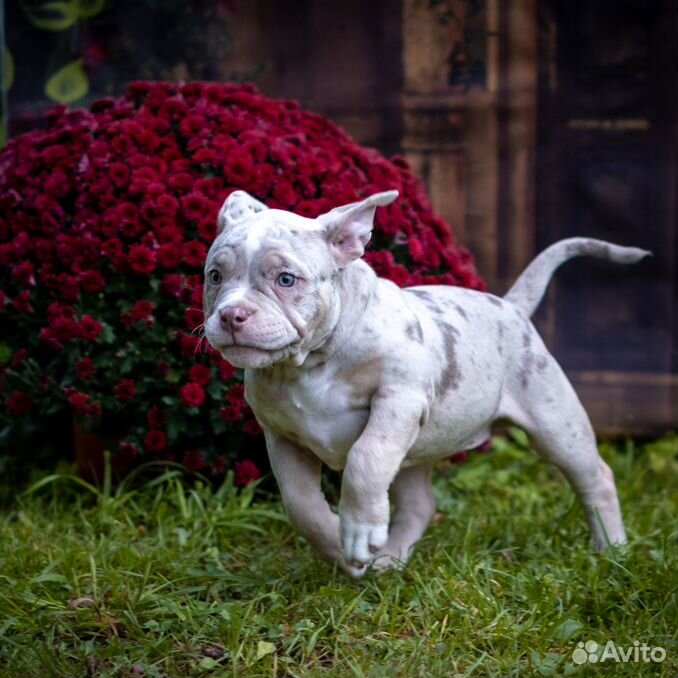 Стильный щенок американского булли, резерв