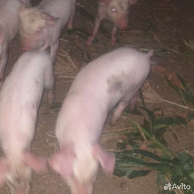 Поросенок ландрас