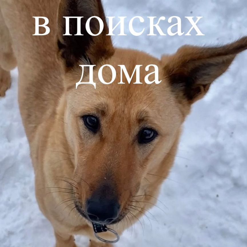 Взрослая собака в добрые руки