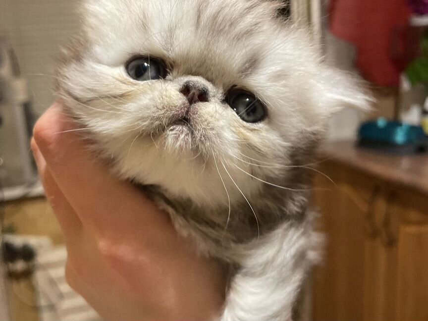 Пушистый экзотик