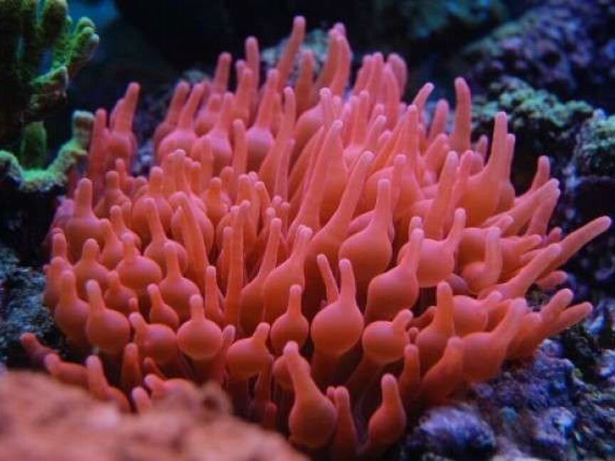 Актиния квадриколор