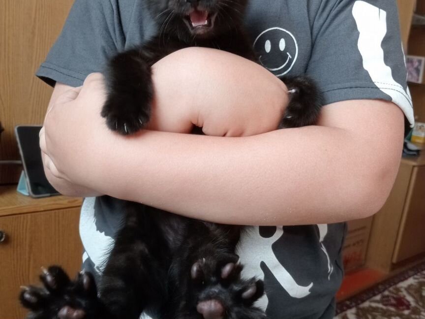 Котик