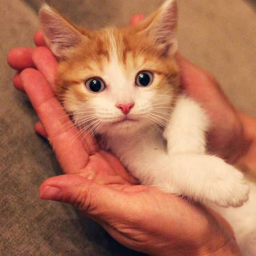 Котёнок в добрые руки