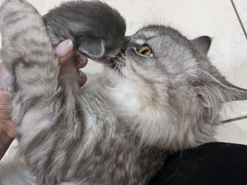 Кошечка молодая