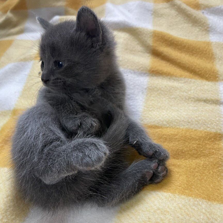 Дымчатый котик ищет свой дом