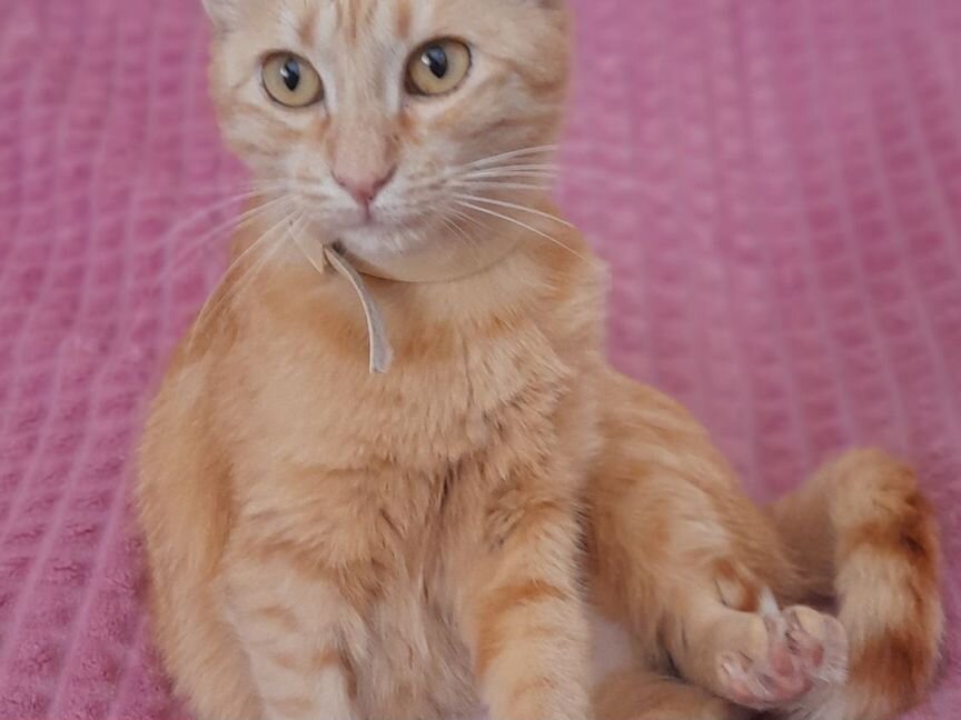 Красотка Голди ищет дом