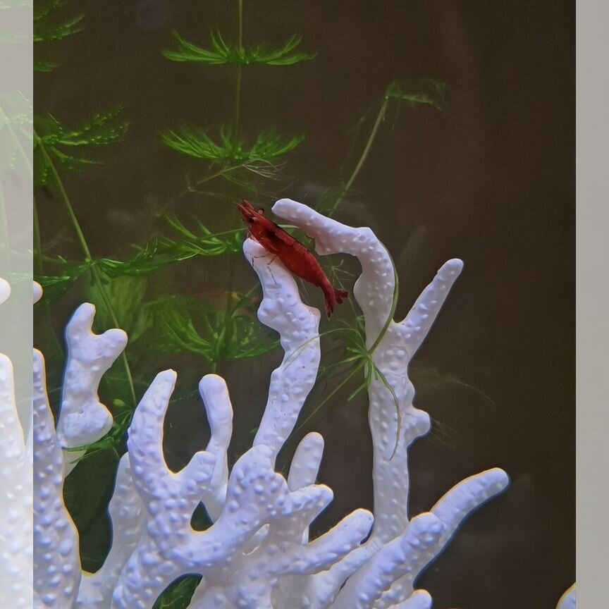 Креветки Вишни