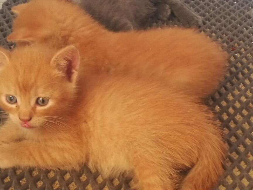 Лечебные котята