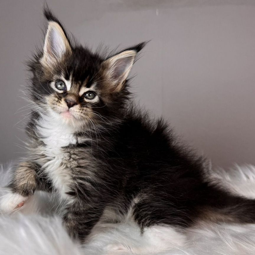 Мейн-кун котёнок