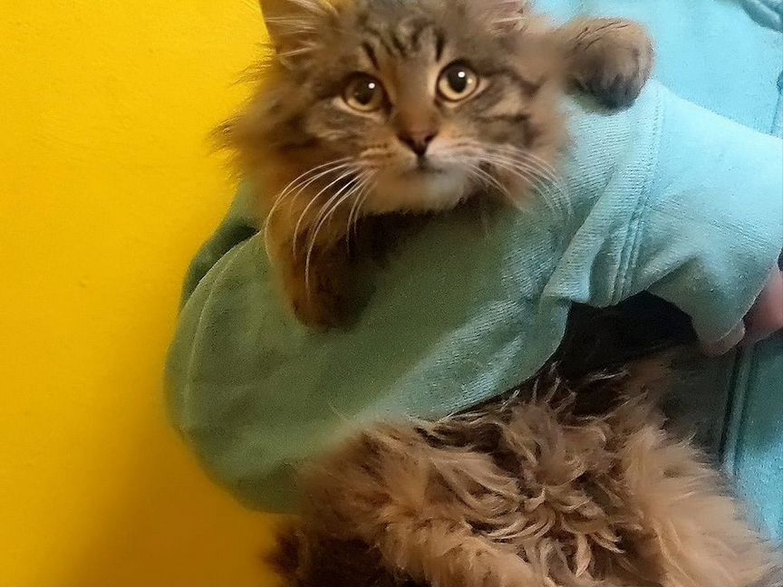Сибирский котенок Тимоша ищет дом