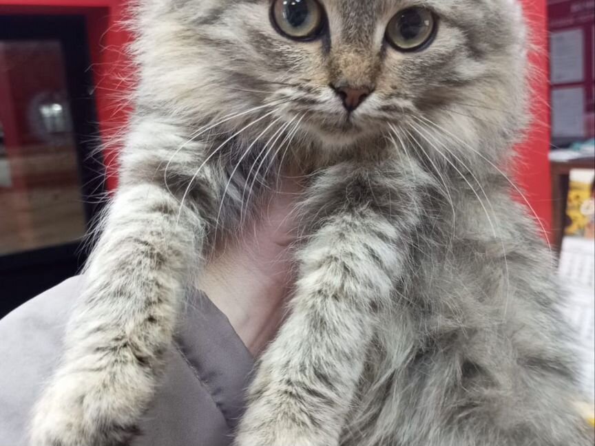 Котенок девочка, 3мес, фенотип сибирская