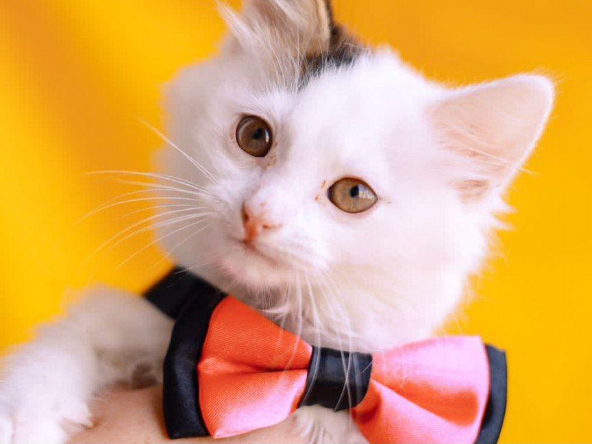 Пушистик замерзает в приютской клетке