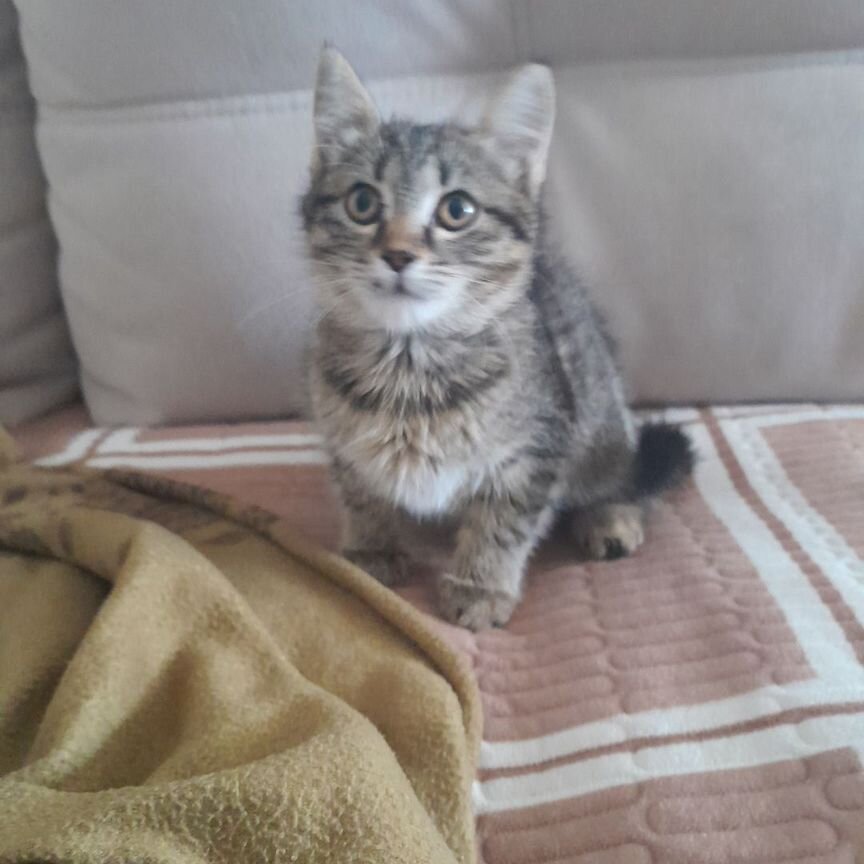 Котёнок отдадим мой в добрые руки