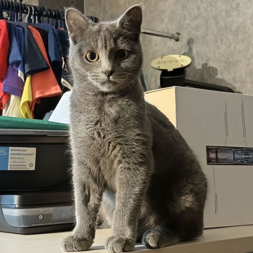 Котёнок в добрые руки