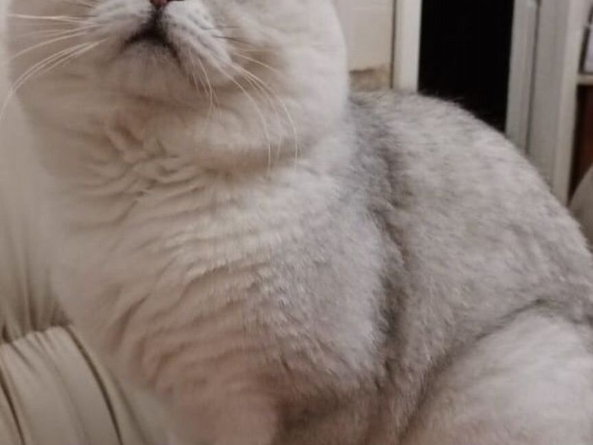 Шотландский кот на вязку