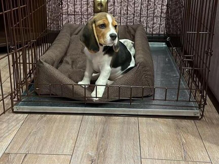 Клетки с оцинкованным поддоном в ассортименте