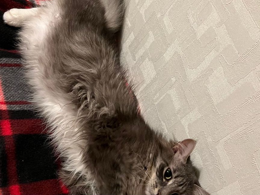 Кошка в дар 6 мес