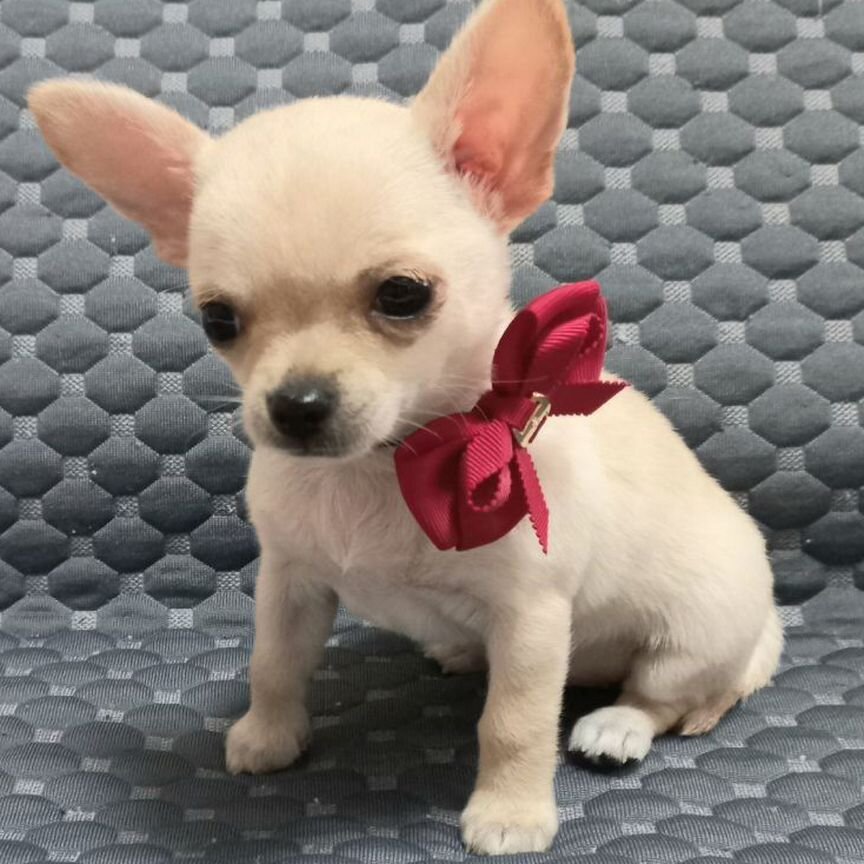 Чихуахуа, щенок