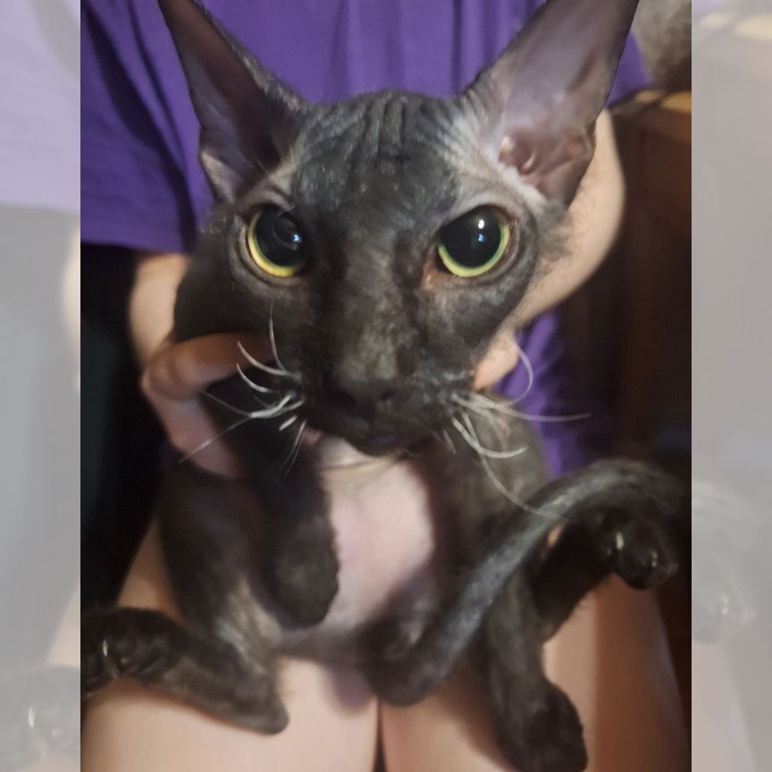 Донской сфинкс котёнок