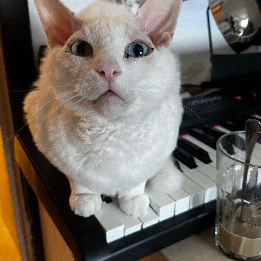 Девон-рекс в добрые руки Витя