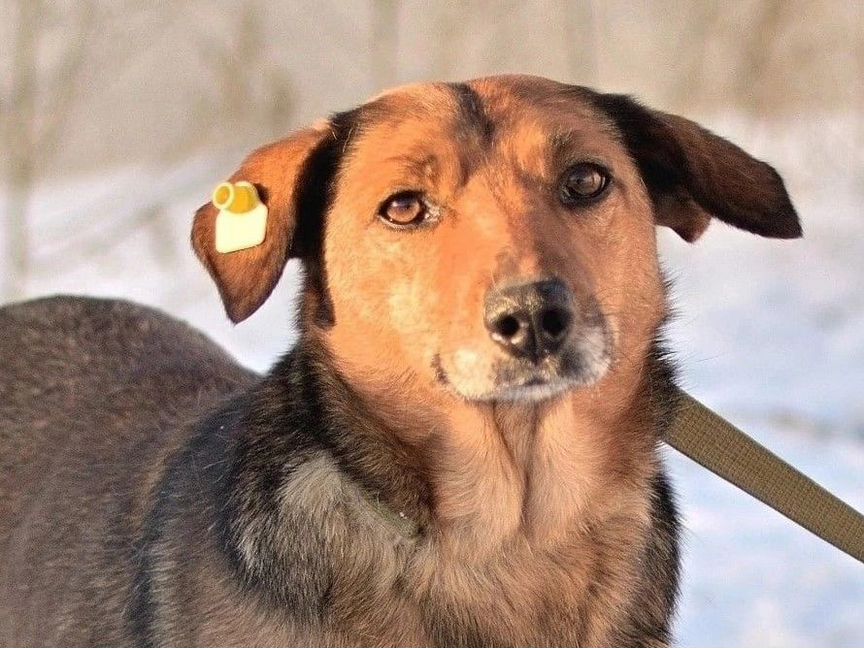 Собачка по имени Такся