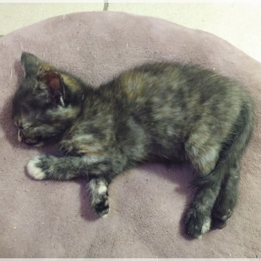 Кошечка черепаховая