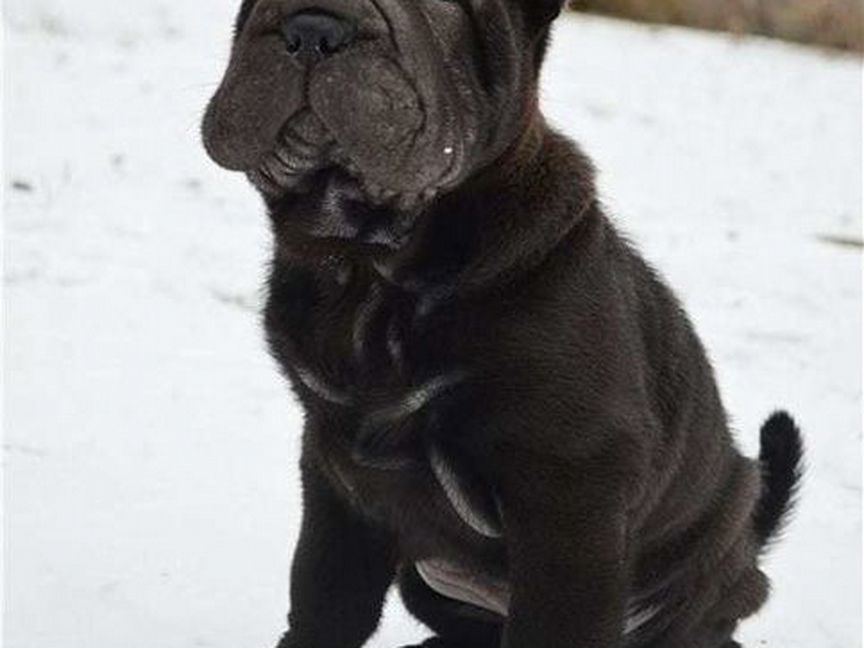 Щенки шарпей плюхи