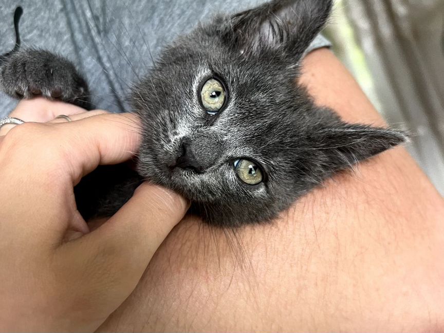 Котенок мальчик, 2 месяца, приучен к лотку