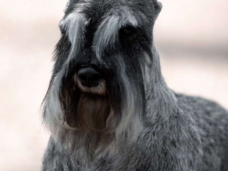 Перчики девочки