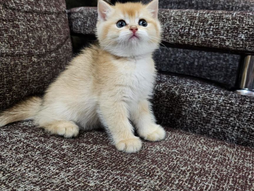 Шотландские котята золотая шиншилла