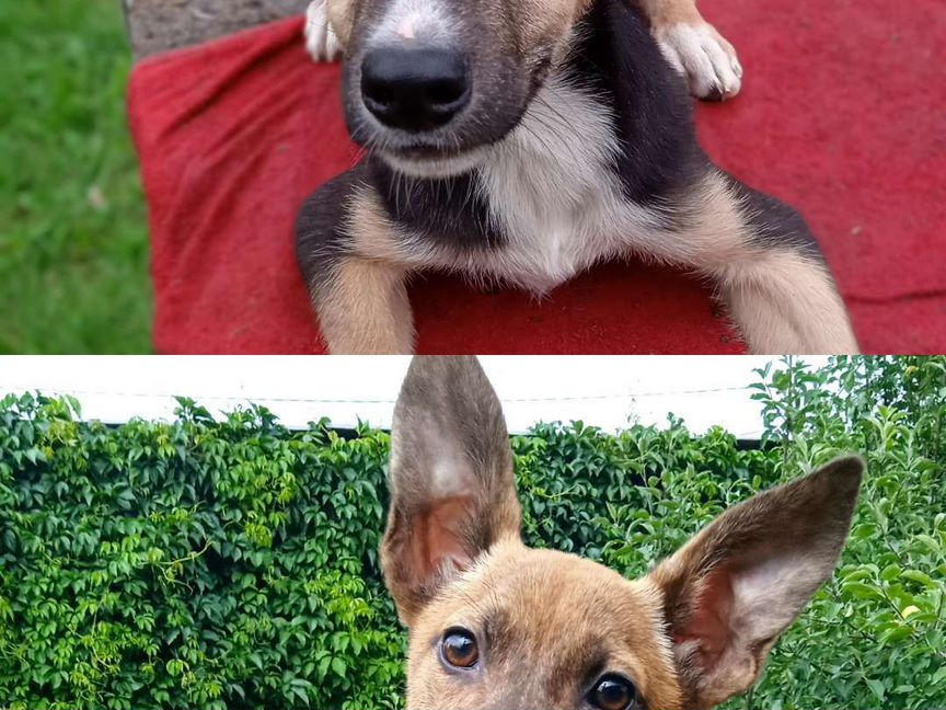 Щенок бесплатно