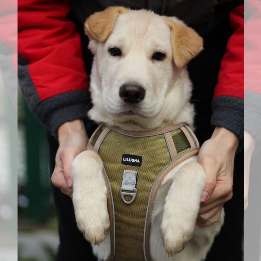 Щенок в добрые руки