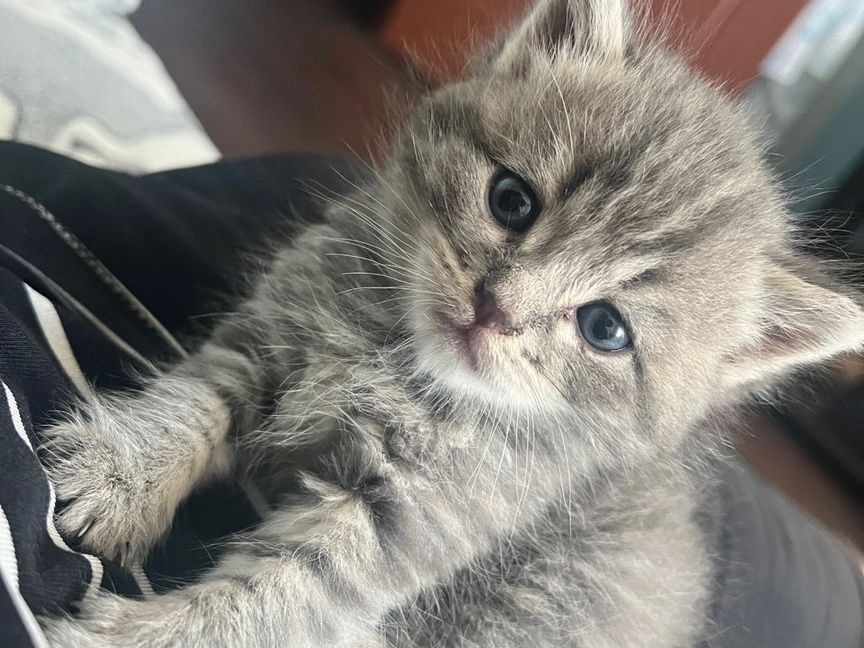 Котята