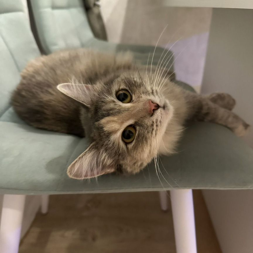 Отдам в добрые руки кошку