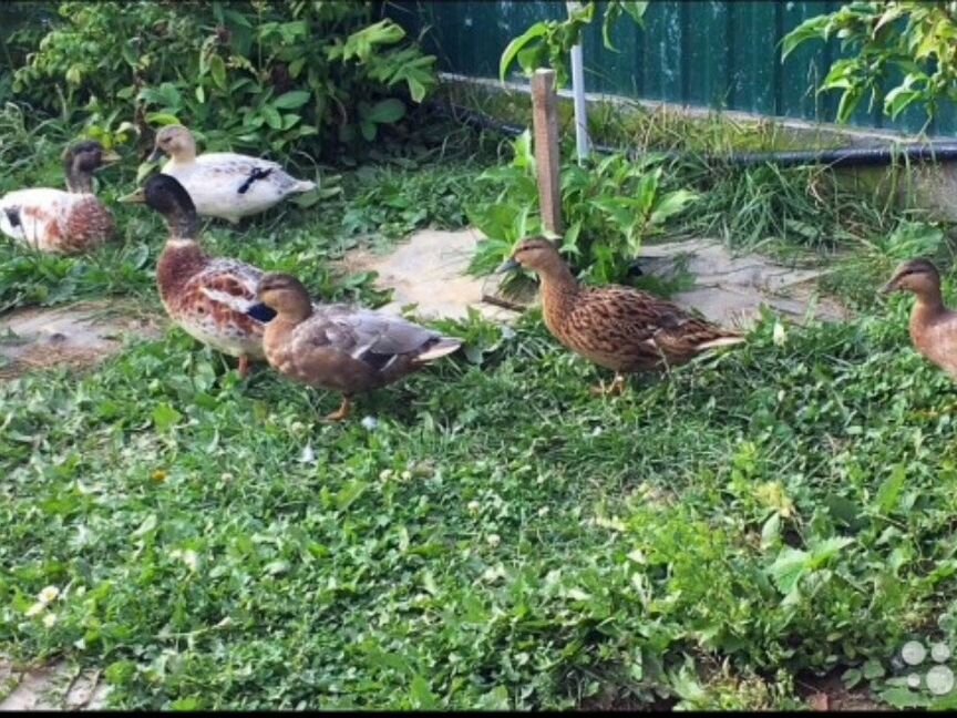 Декоративные утки