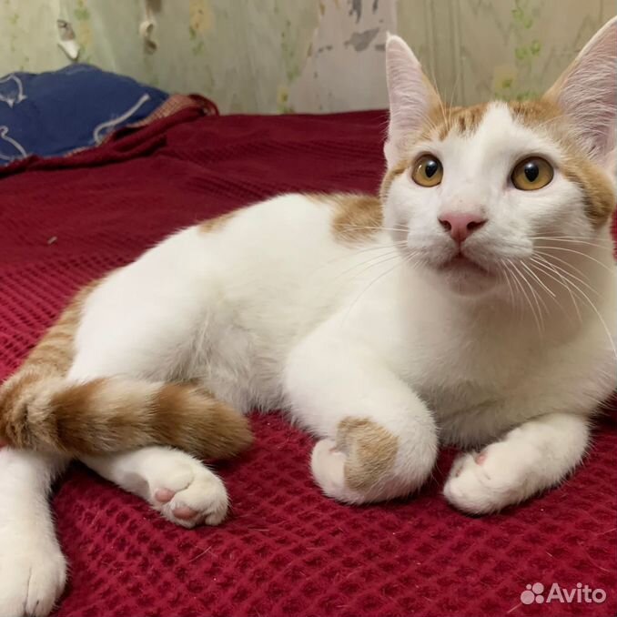 Отдам кота Рыжика в добрые руки
