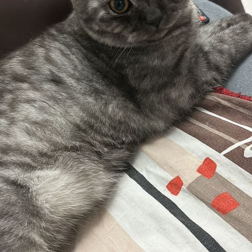 Британский кот вислоухий вязка