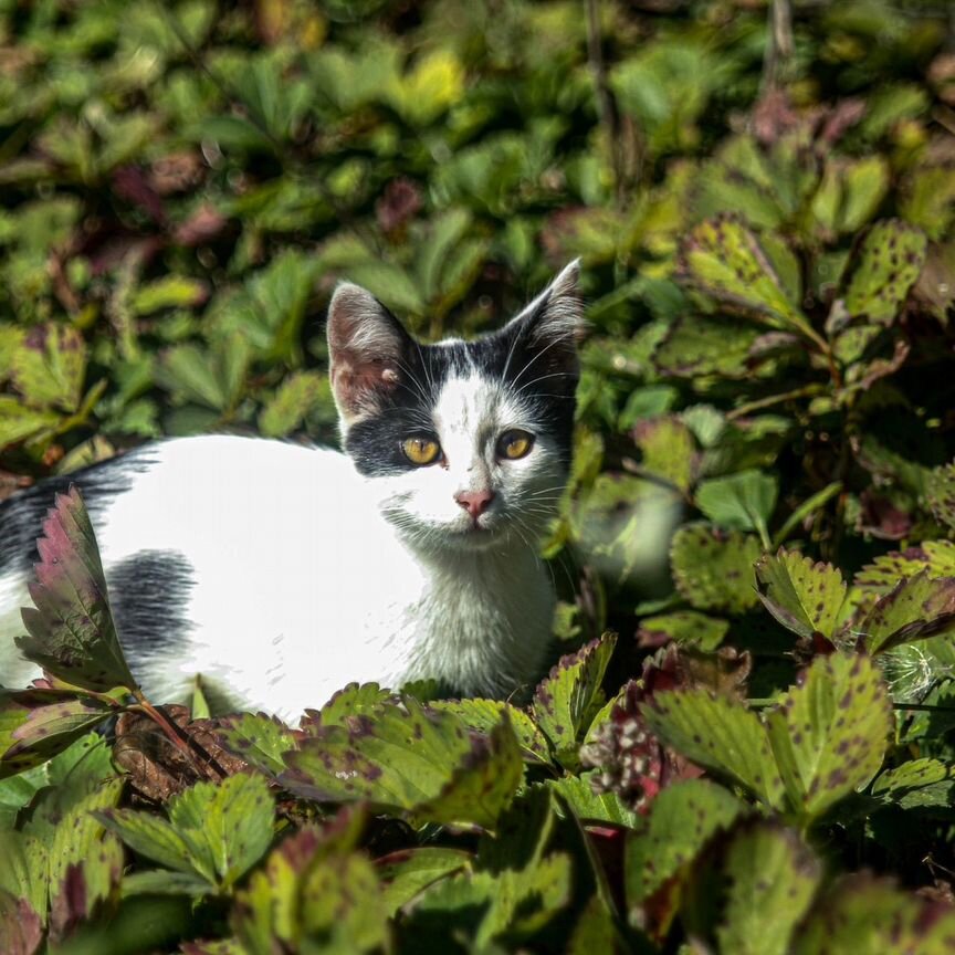 Котенок в добрые руки