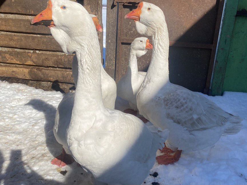 Гуси холмогорские