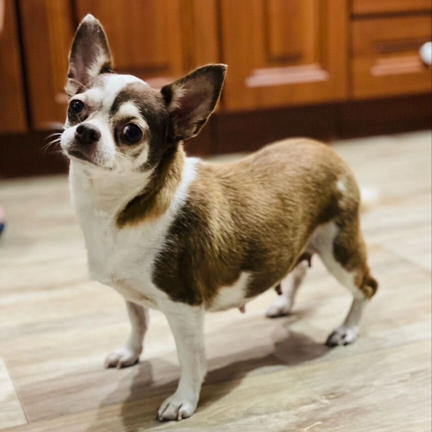 Чихуахуа в хорошие руки