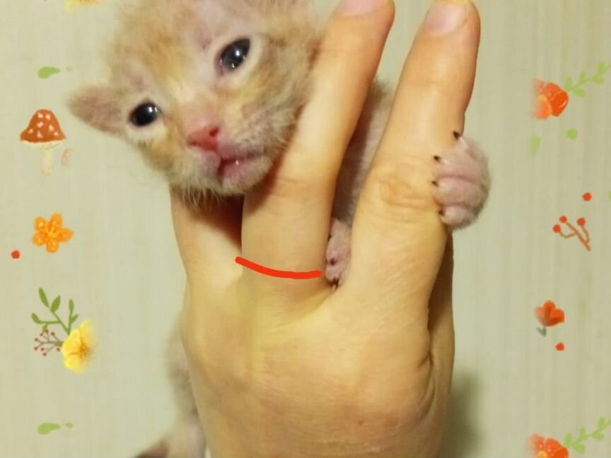 Донской Сфинкс котята