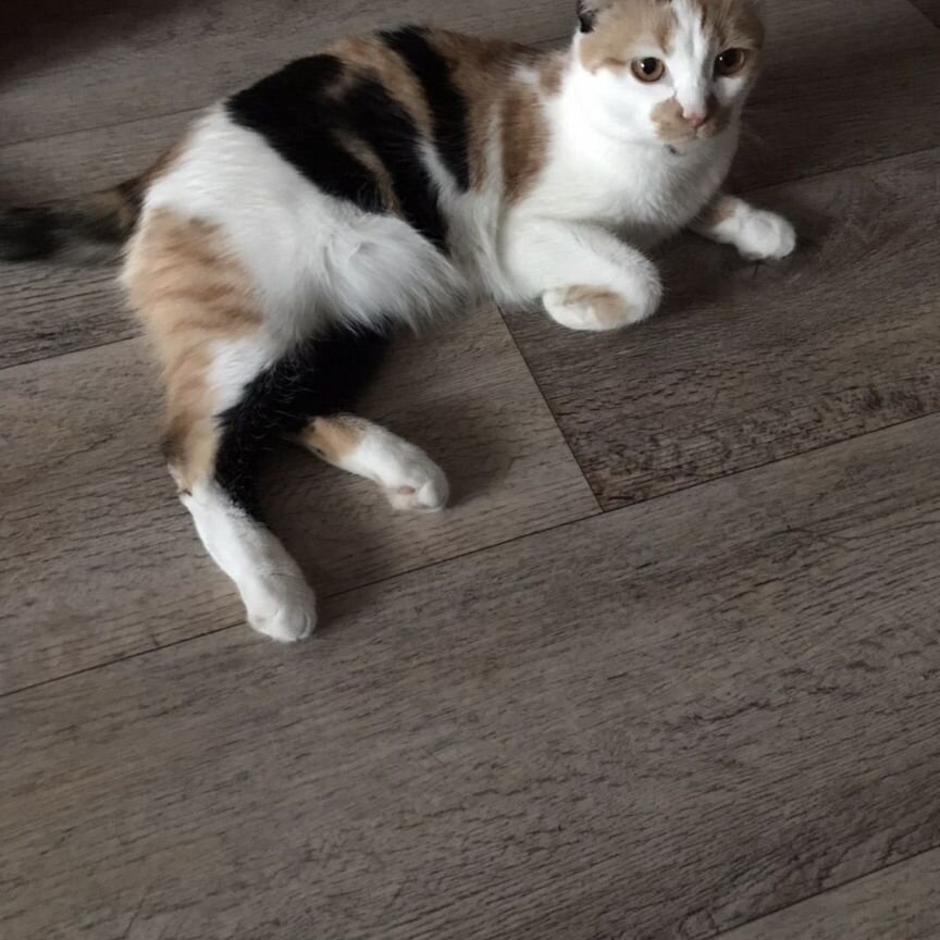 Кошка