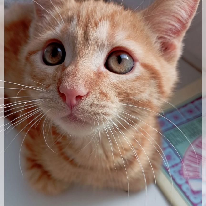 Рыжий котенок в добрые руки