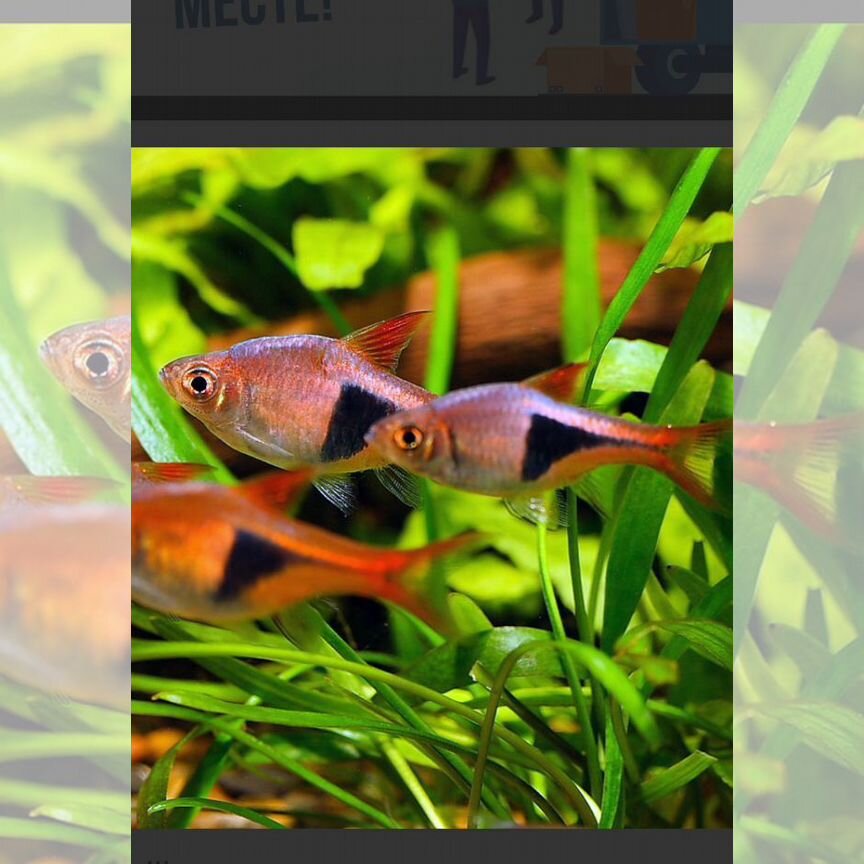 Обменяю Расбор