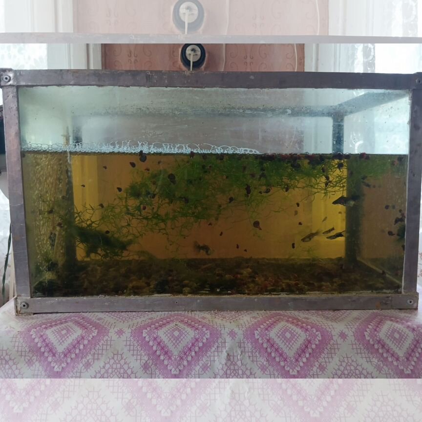 Королевские гуппи
